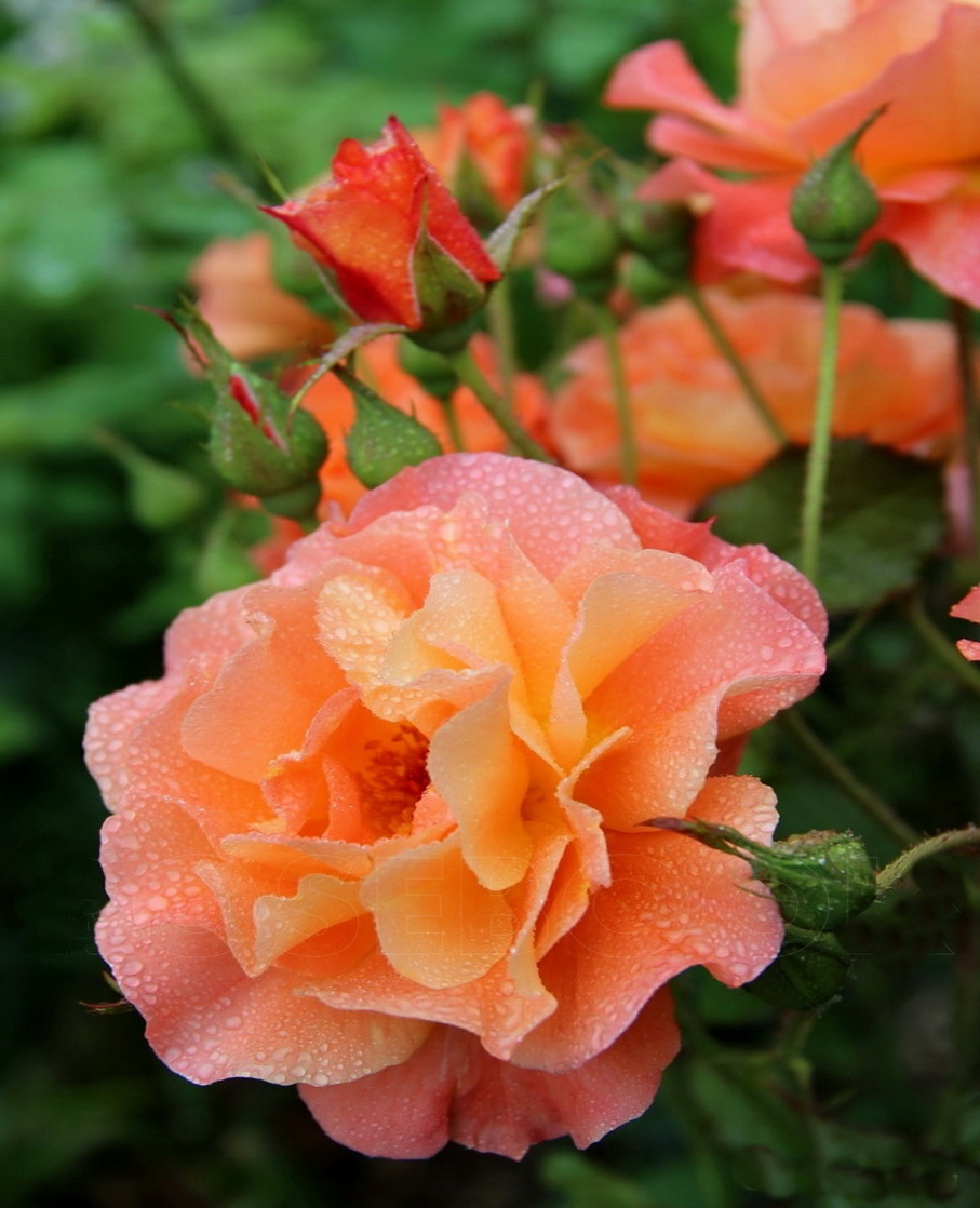 Роза шраб `Вестерланд`, Rosa (S) `Westerland` ® | СадПарад